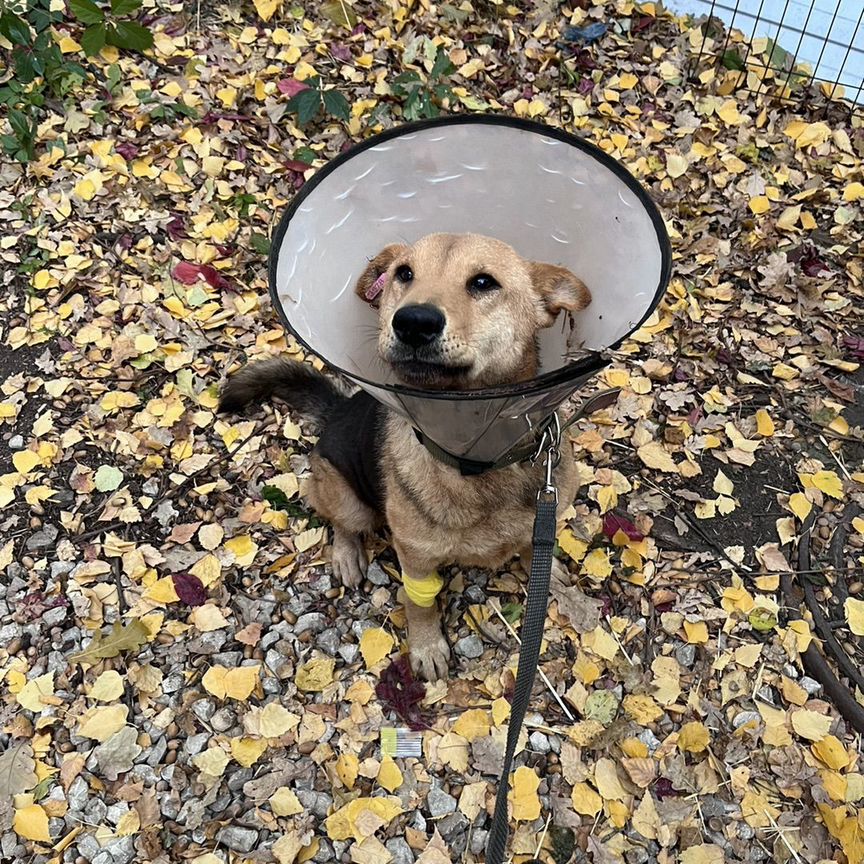 Сирис девочка в добрые руки