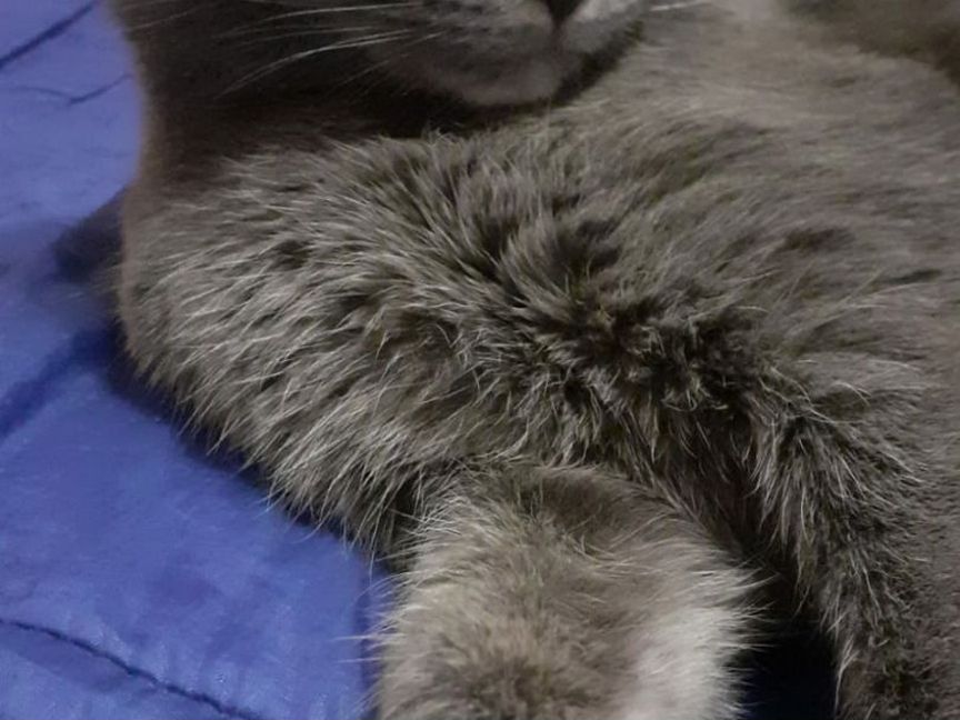 Кошка