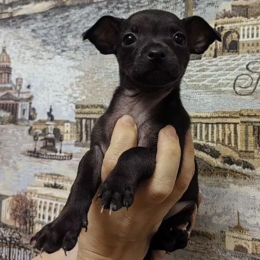 Русский той-терьер, щенок