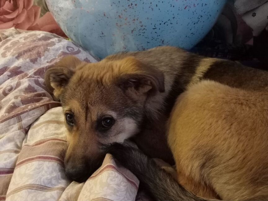 Щенок в добрые руки