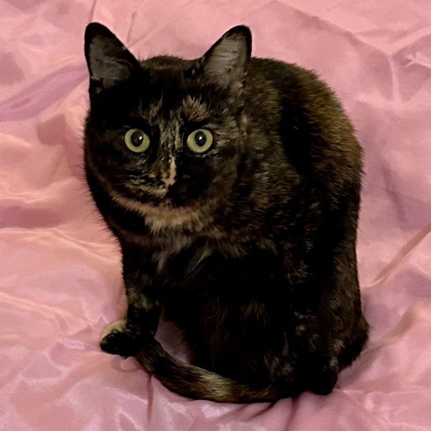 Кошечка Пчёлка