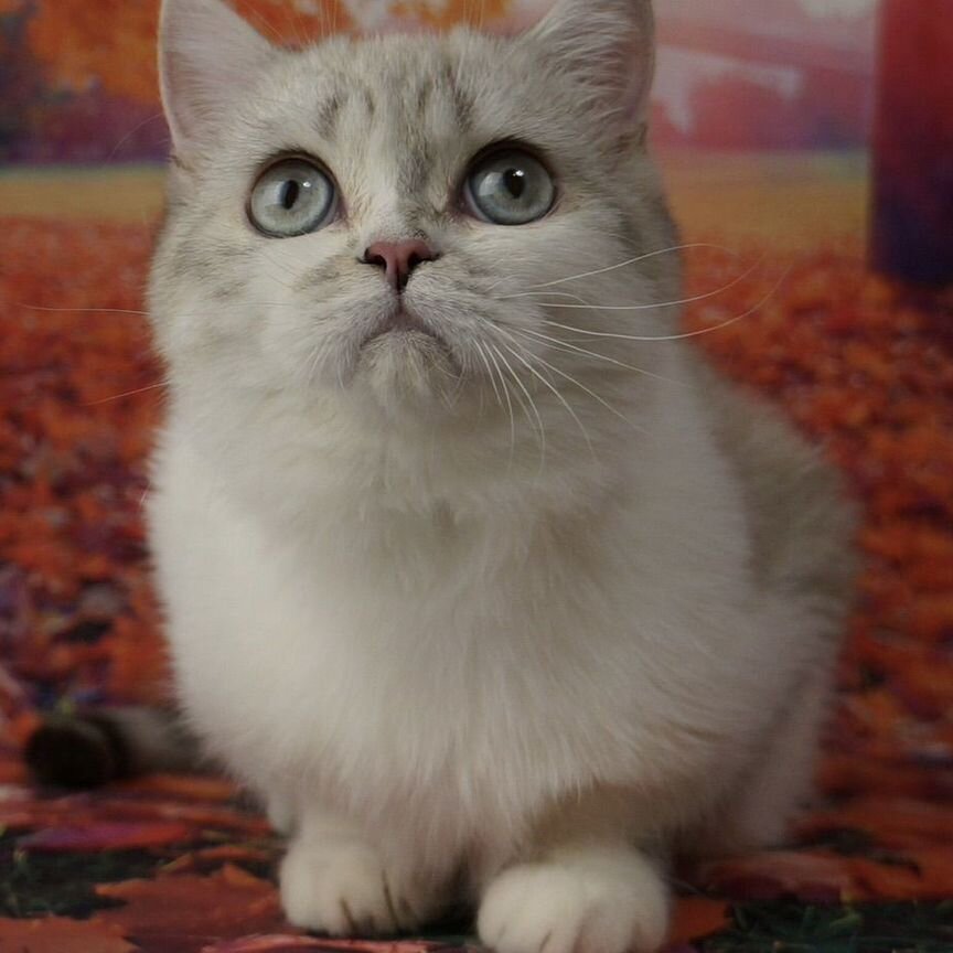 Шотландский прямоухий короткошёрстный, взрослый кот