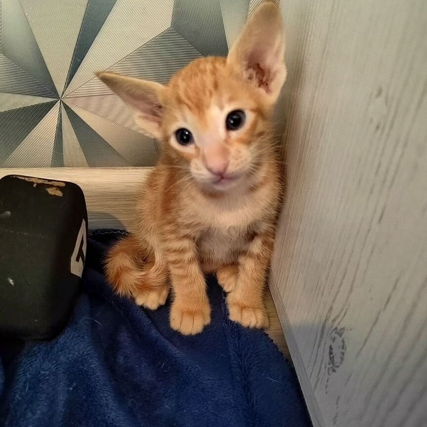 Ориентальные котята