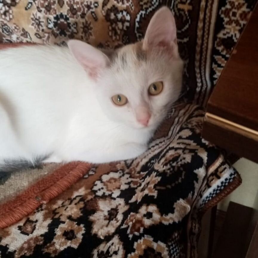 Котик