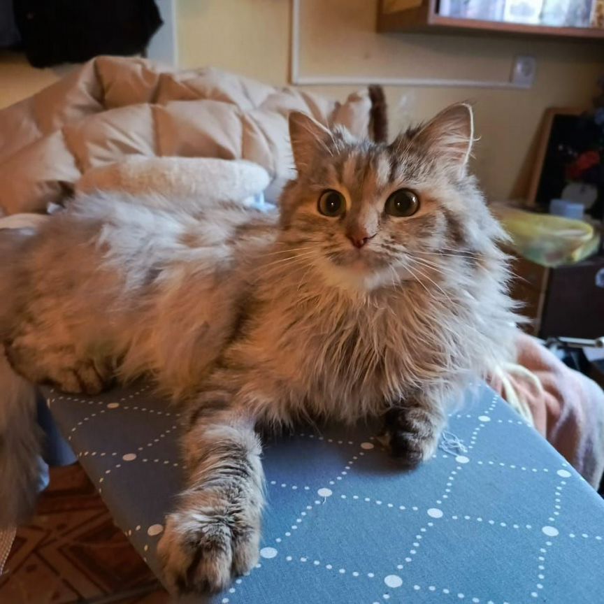 Кошечка в добрые руки