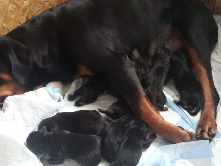 Щенки ротвейлера продажа в Тогучине