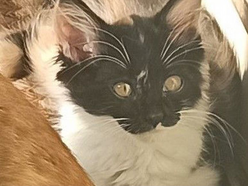 Трёхцветная кошечка, 4,5 месяца, стерилизована