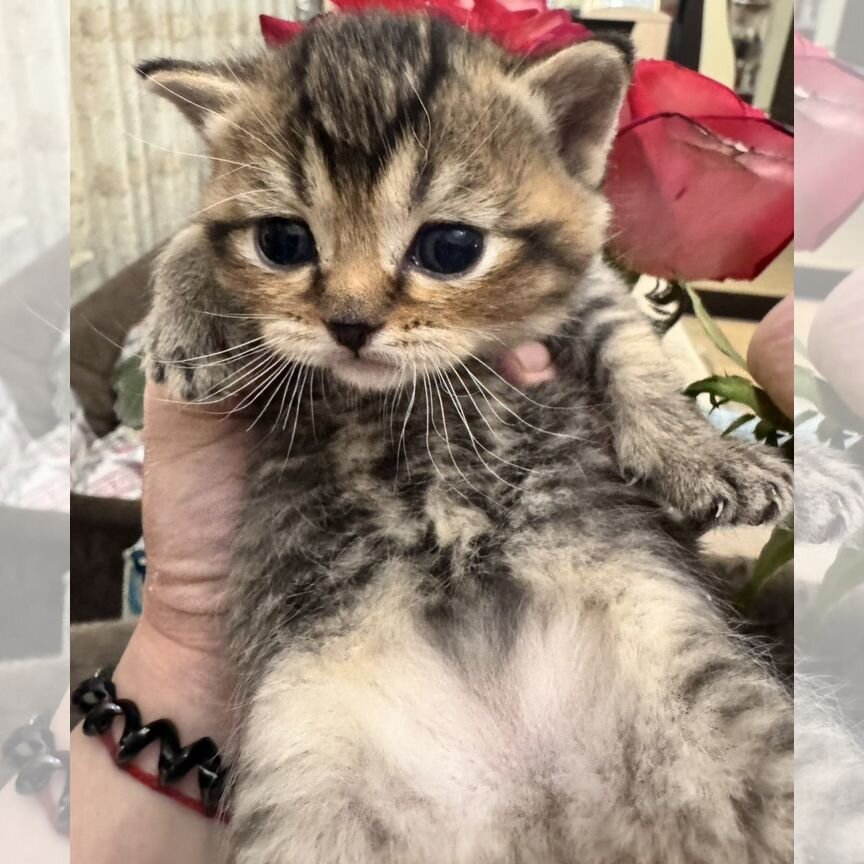 Шотландские вислоухие котята шиншилла