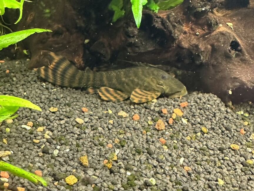 Панак l397 8 см