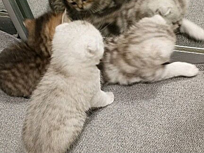 Кошки породистые вислоухие