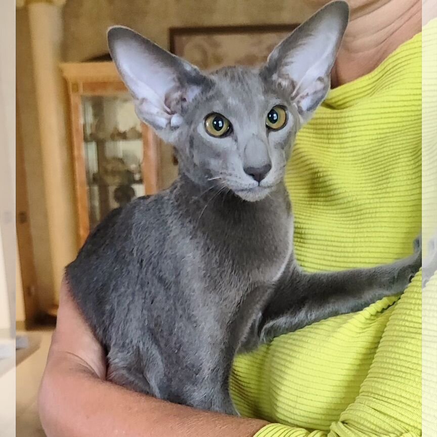 Ориентальный котёнок
