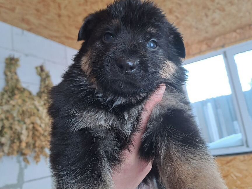 Немецкая овчарка