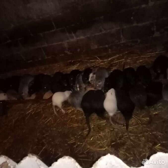 Нутрии самцы