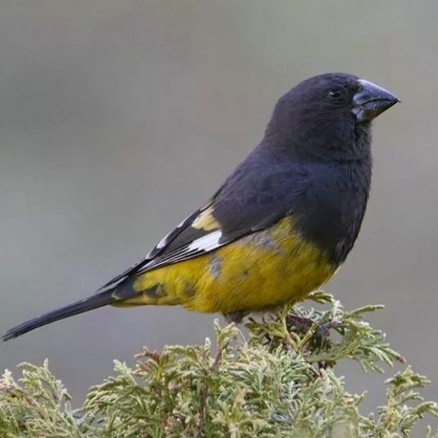 Дубонос арчовый