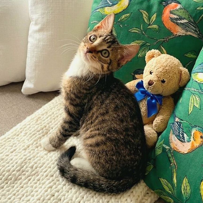 Котёнок в добрые руки