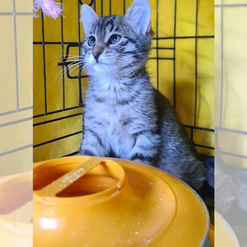 Котёнок в добрые руки