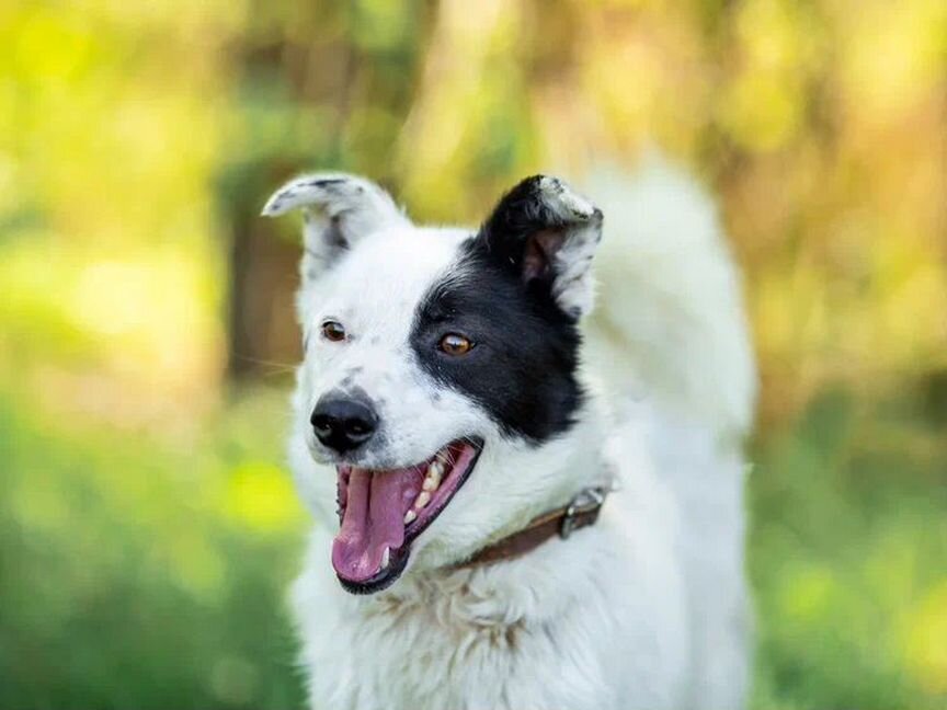 Вернувшийся из ада. Бим