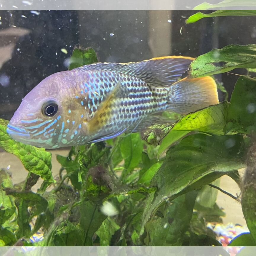 Акара бирюзовая. Пара