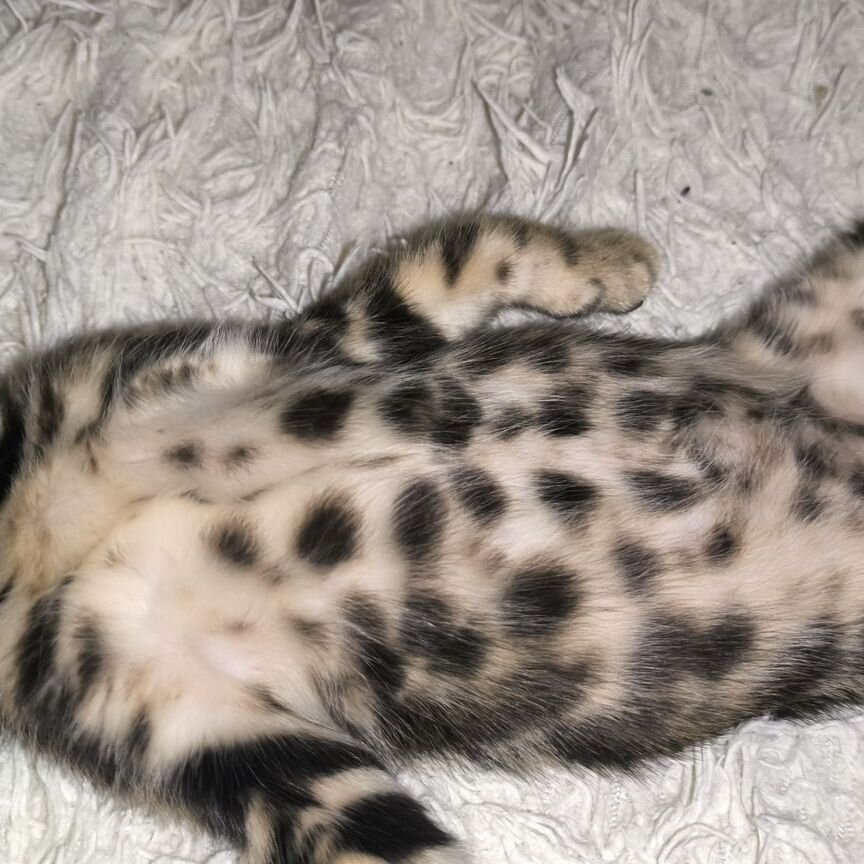 Продажа чистокровного бенгальского котенка