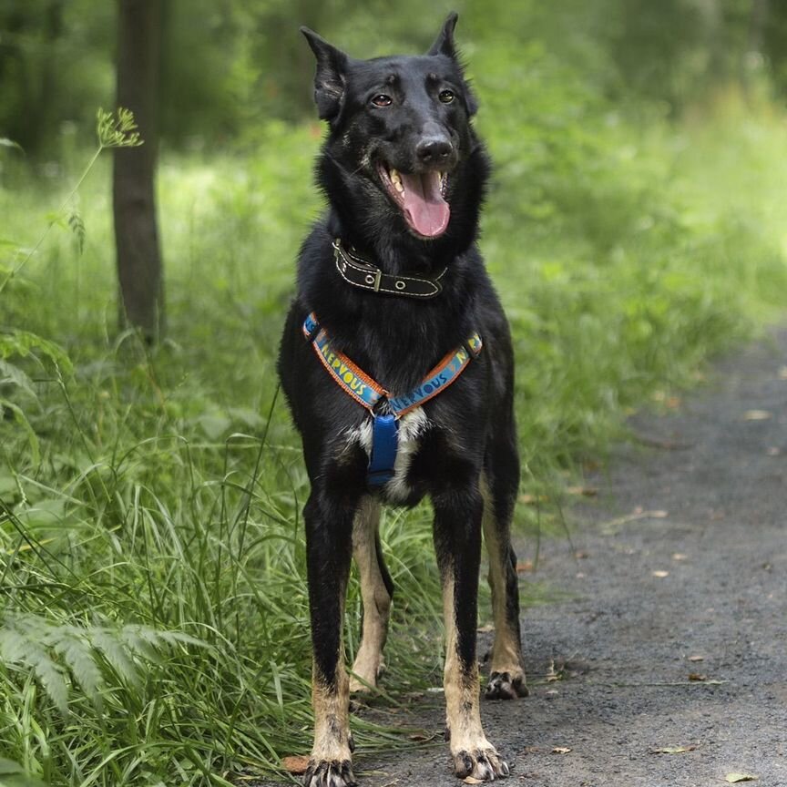 Взрослая собака в добрые руки