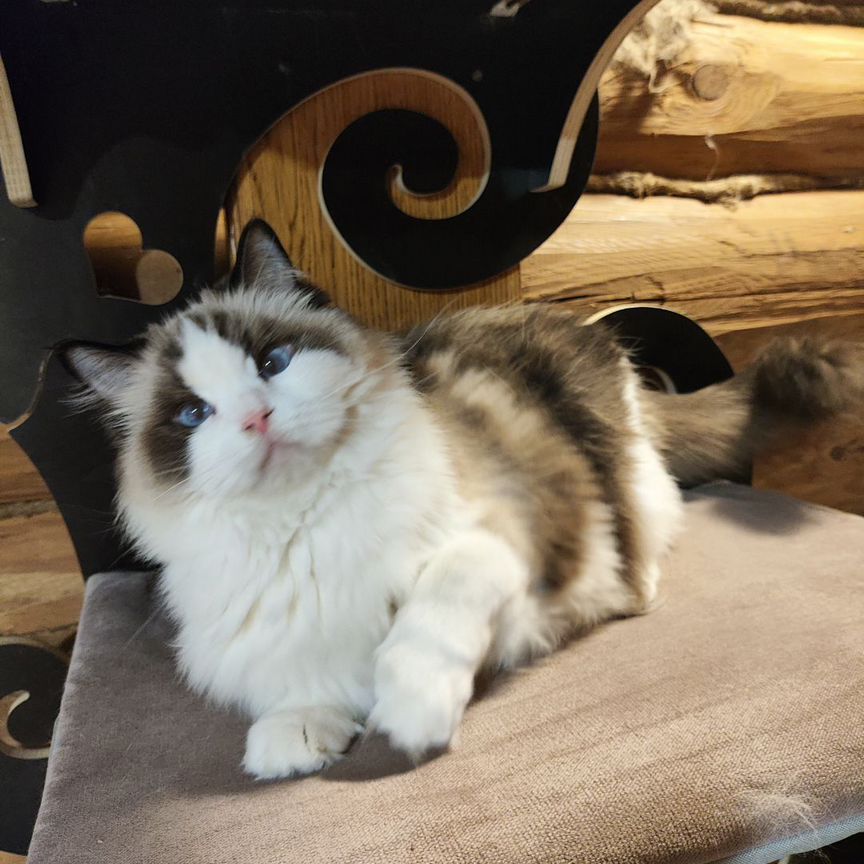 Кошка рэгдолл