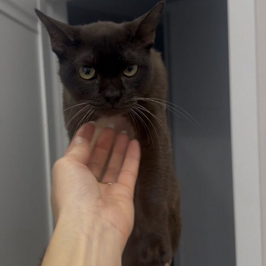 Еропейская бурма кот