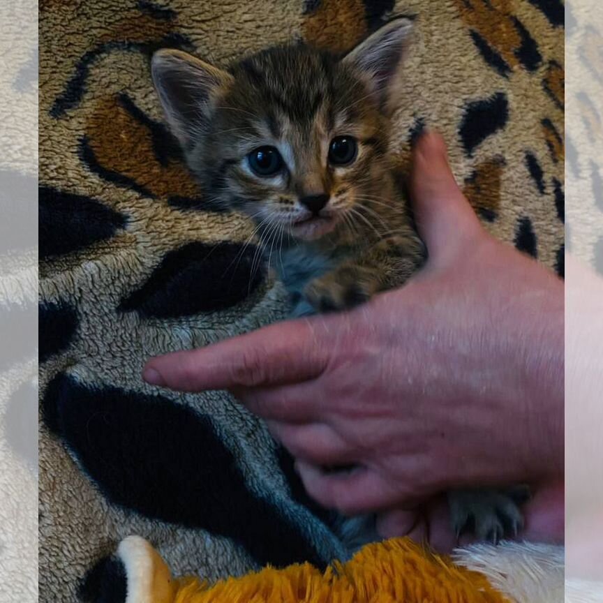 Котята от домашней кошки мышеловки