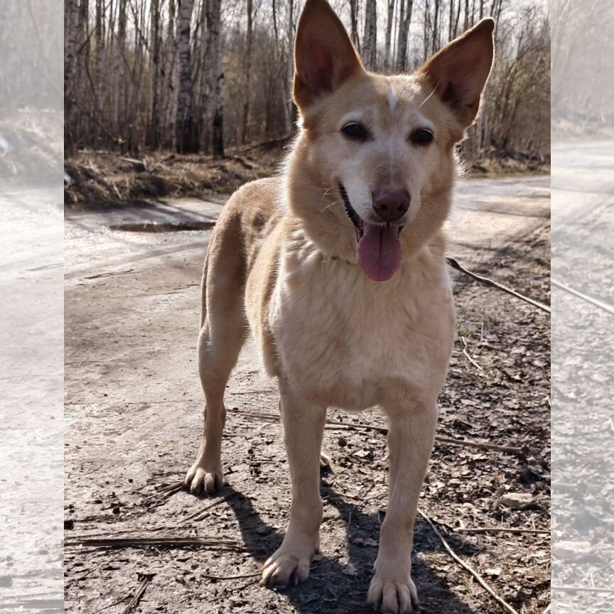 Взрослая собака в добрые руки