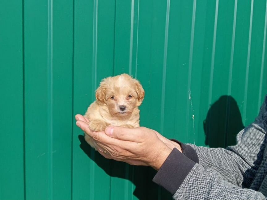 Мальтипу f1 девочка мини