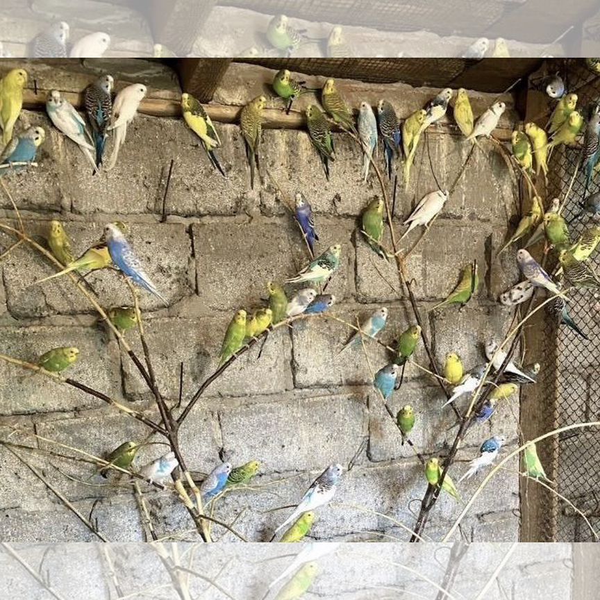 Волнистый попугай