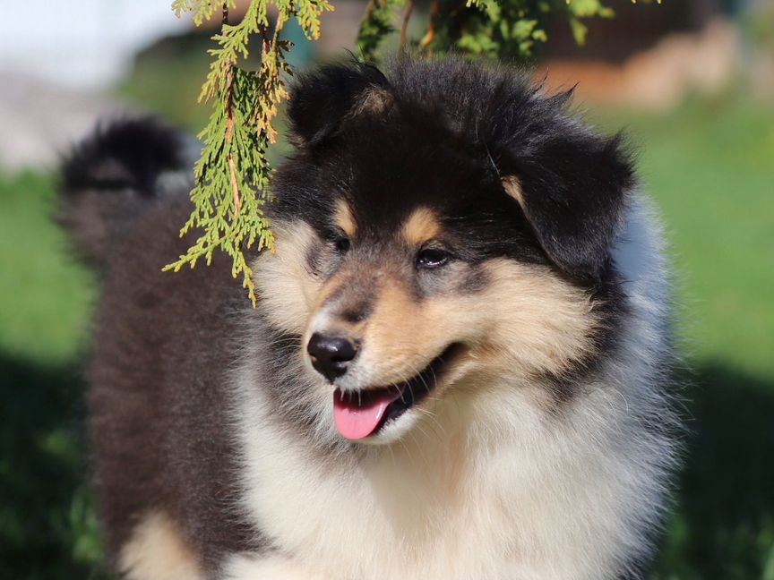 Колли девочка