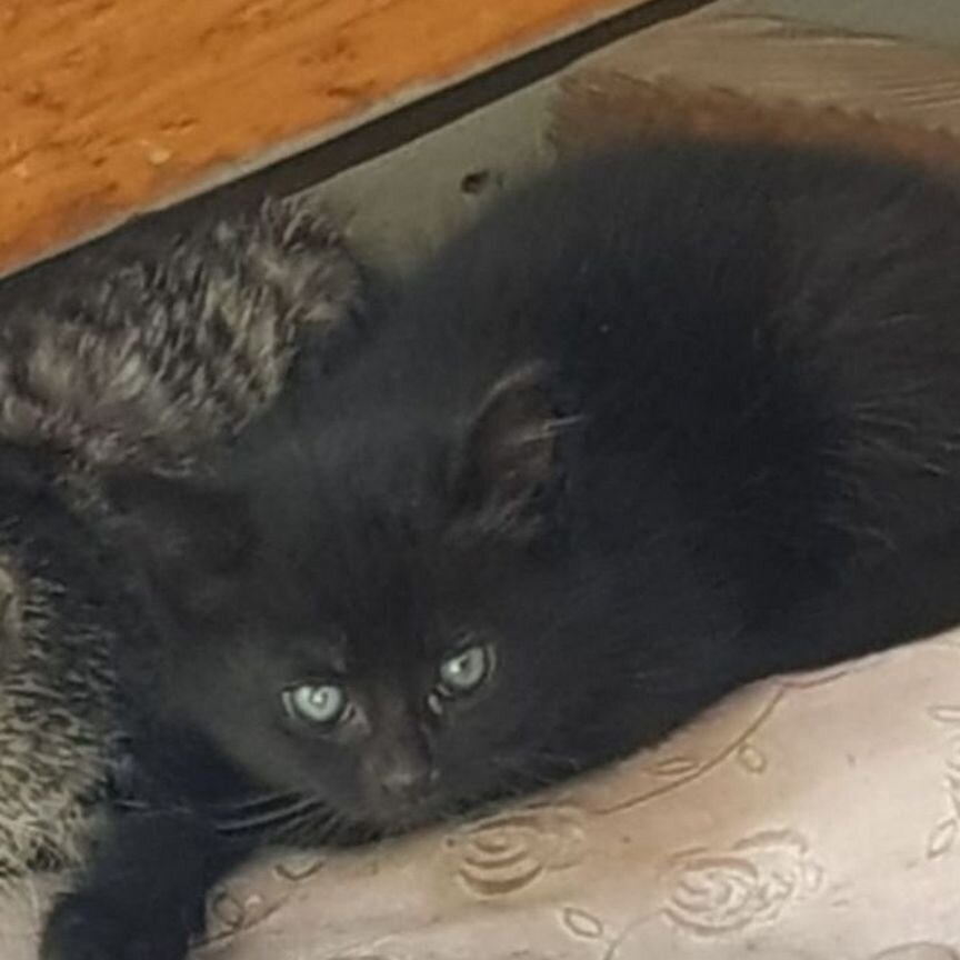 Котята отдам бесплатно