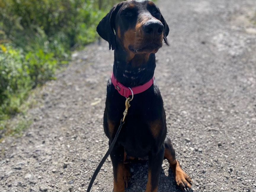 Доберман в добрые и надёжные руки