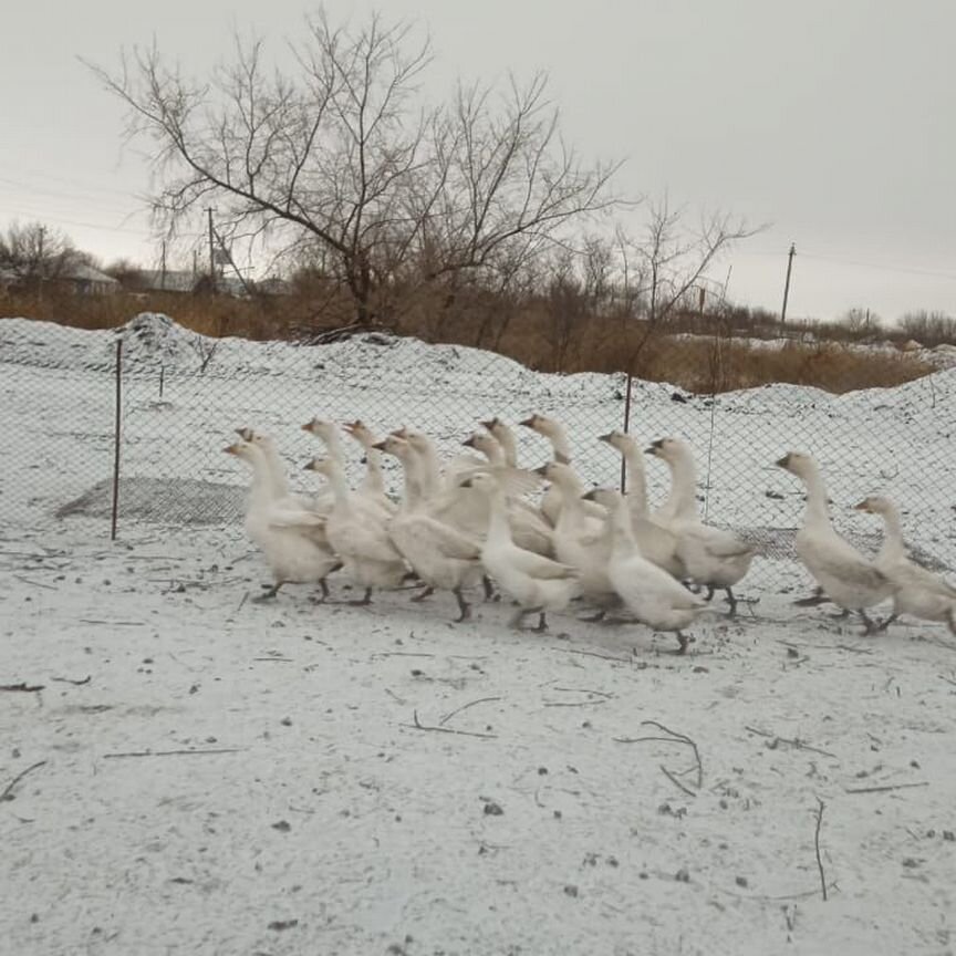 Гуси, гусь живым весом