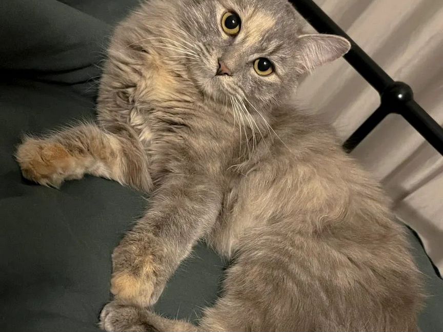 Пушистую кошечку выкинули хозяева