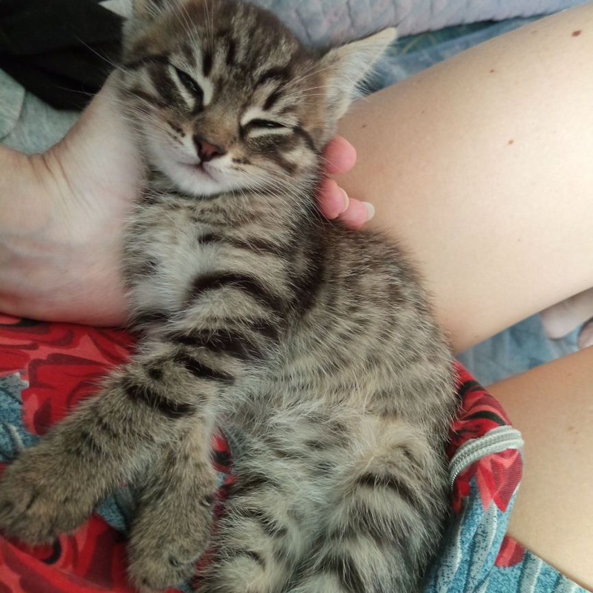 Котята в добрые руки бесплатно мальчик