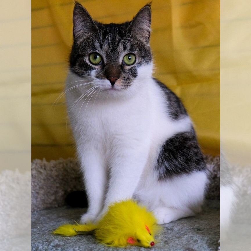 Милая Зося ждёт хозяина