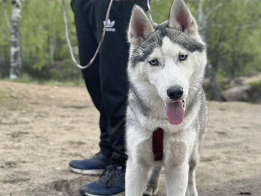 Сибирский хаски