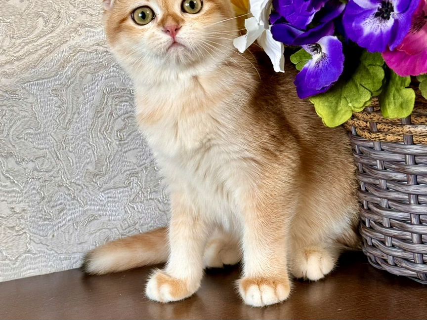 Девочка золотая шиншилла ny12