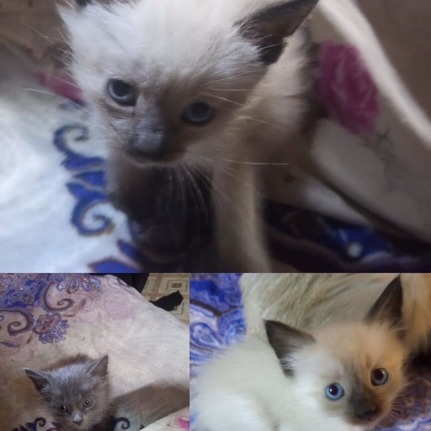 Пушистые комочки