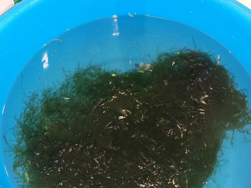 Мох для аквариума