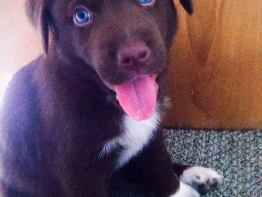 Шоколадные щеночки от хаски