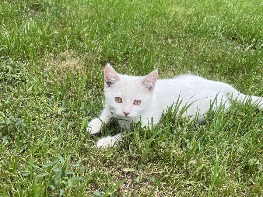 Беленькая кошечка ищет дом