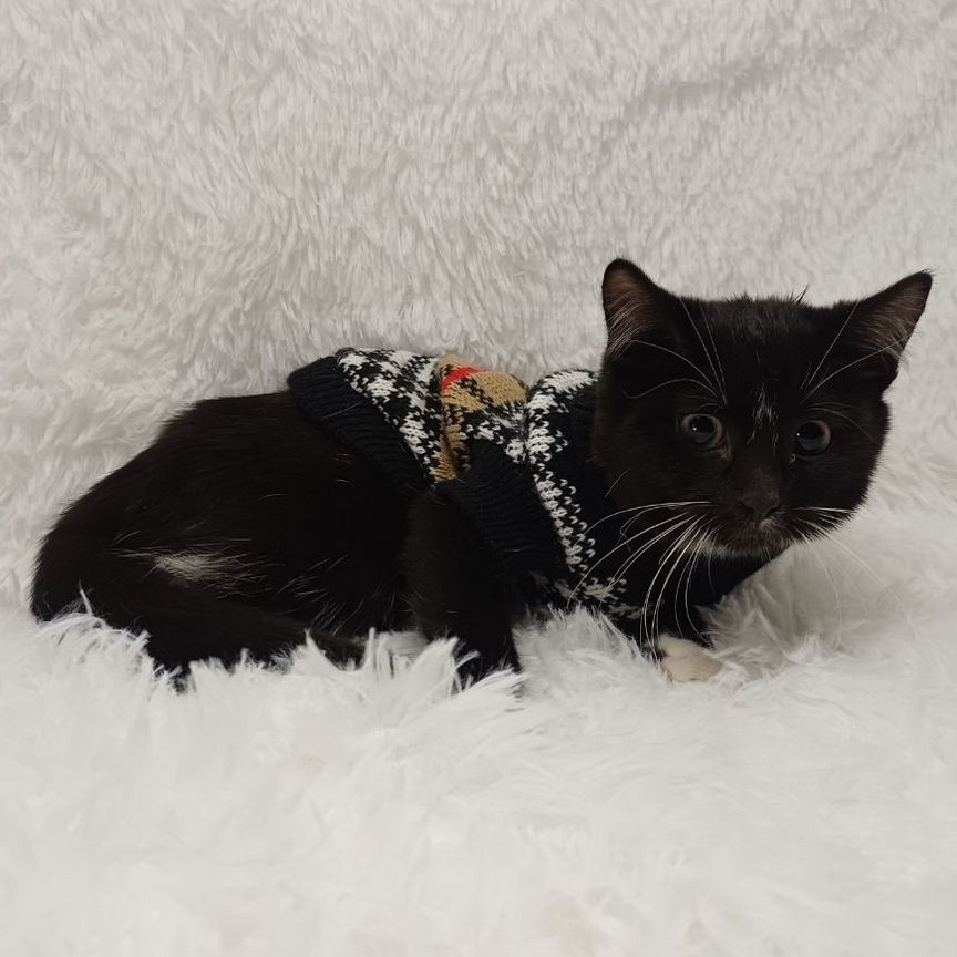 Котёнок в добрые руки