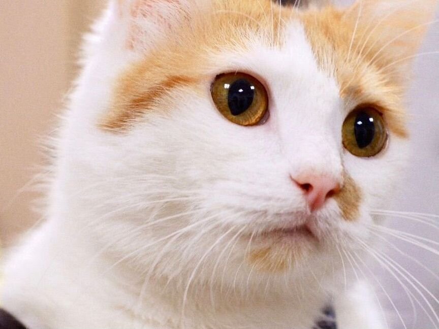 Ласковая белая рыжая кошка в добрые руки