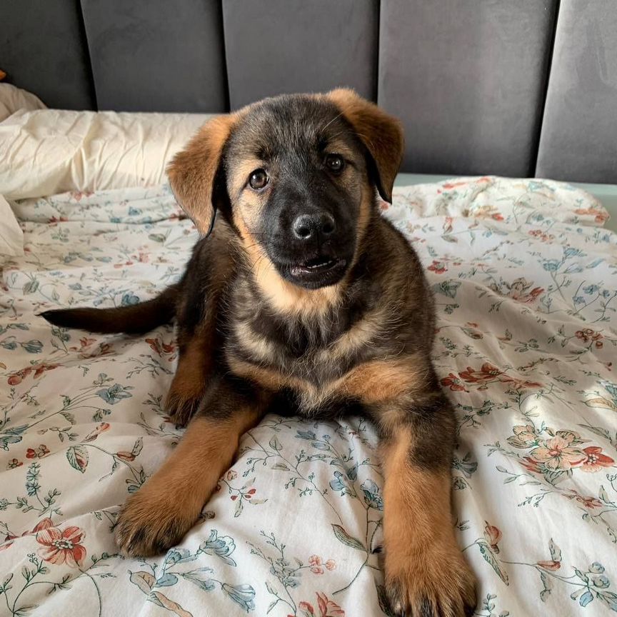 Чудесная девочка ищет дом