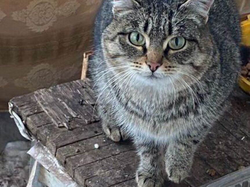 Котики и кошки ищут дом