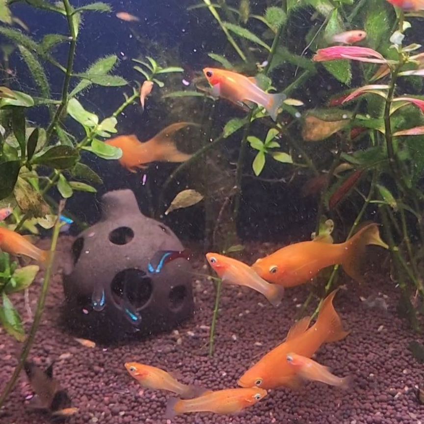 Моллинезии Золотые лиры