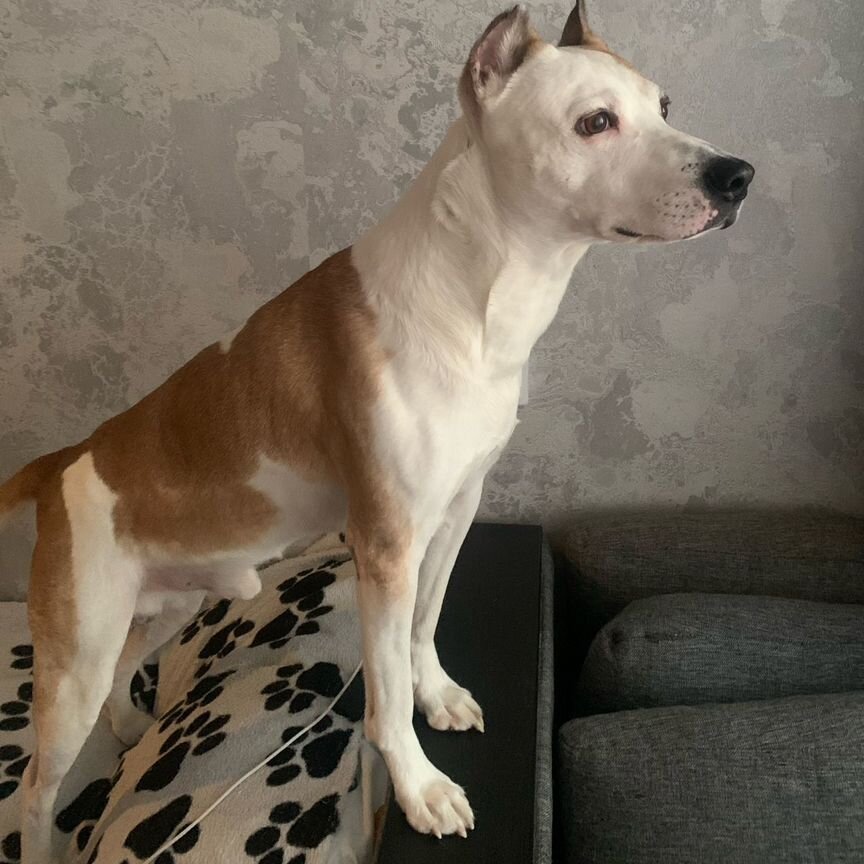 Взрослый пёс в добрые руки