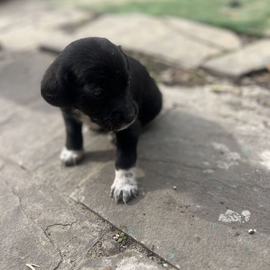 Полупородистые щенки